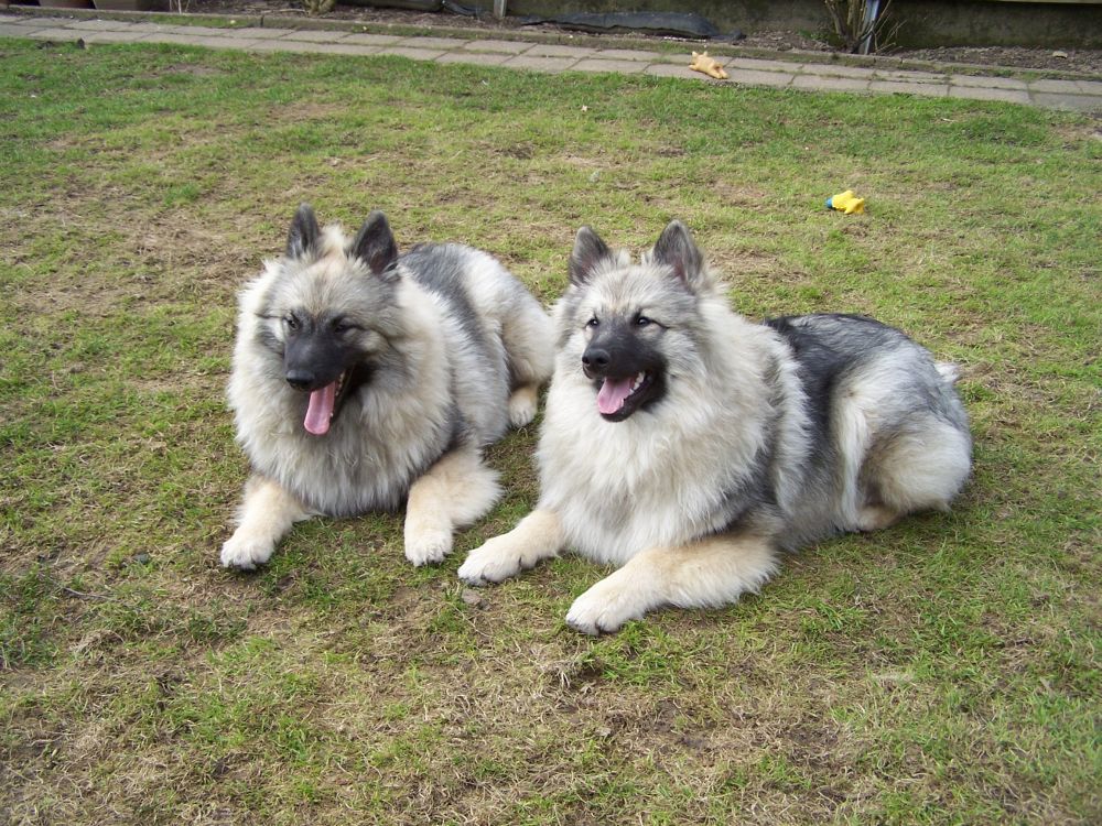Wolfsspitz - Keeshond - KleinSpitz.de