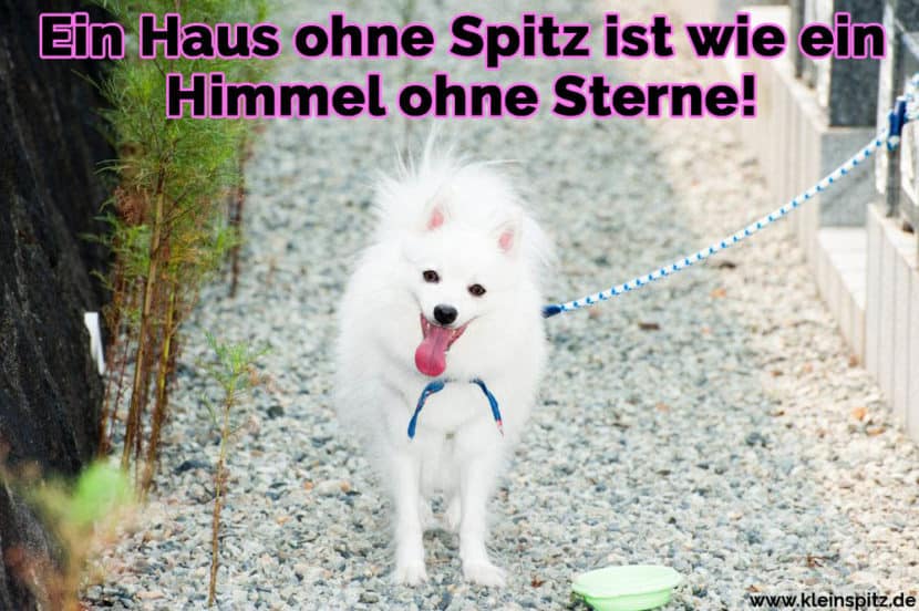 Spitz Zitate und Sprüche - KleinSpitz.de