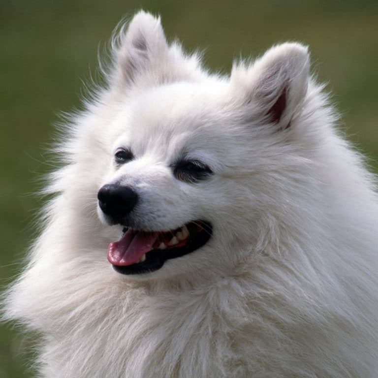 Der Spitz - Deutsche Spitze - KleinSpitz.de