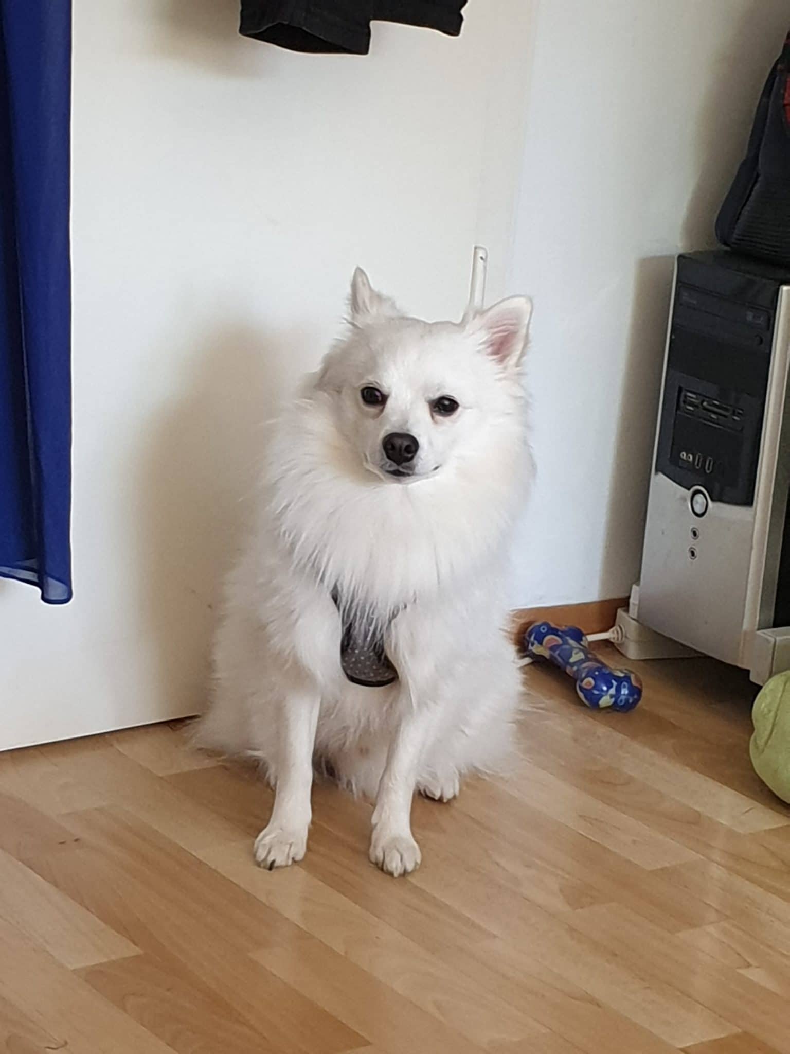 Spitz Züchter und Welpen in Deutschland - KleinSpitz.de