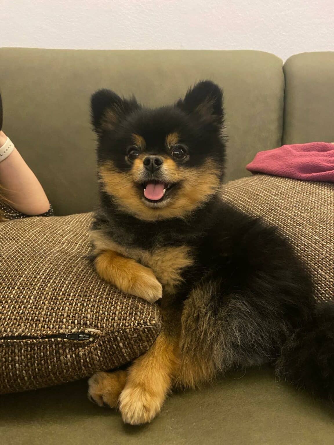 Spitz Züchter und Welpen in Deutschland - KleinSpitz.de