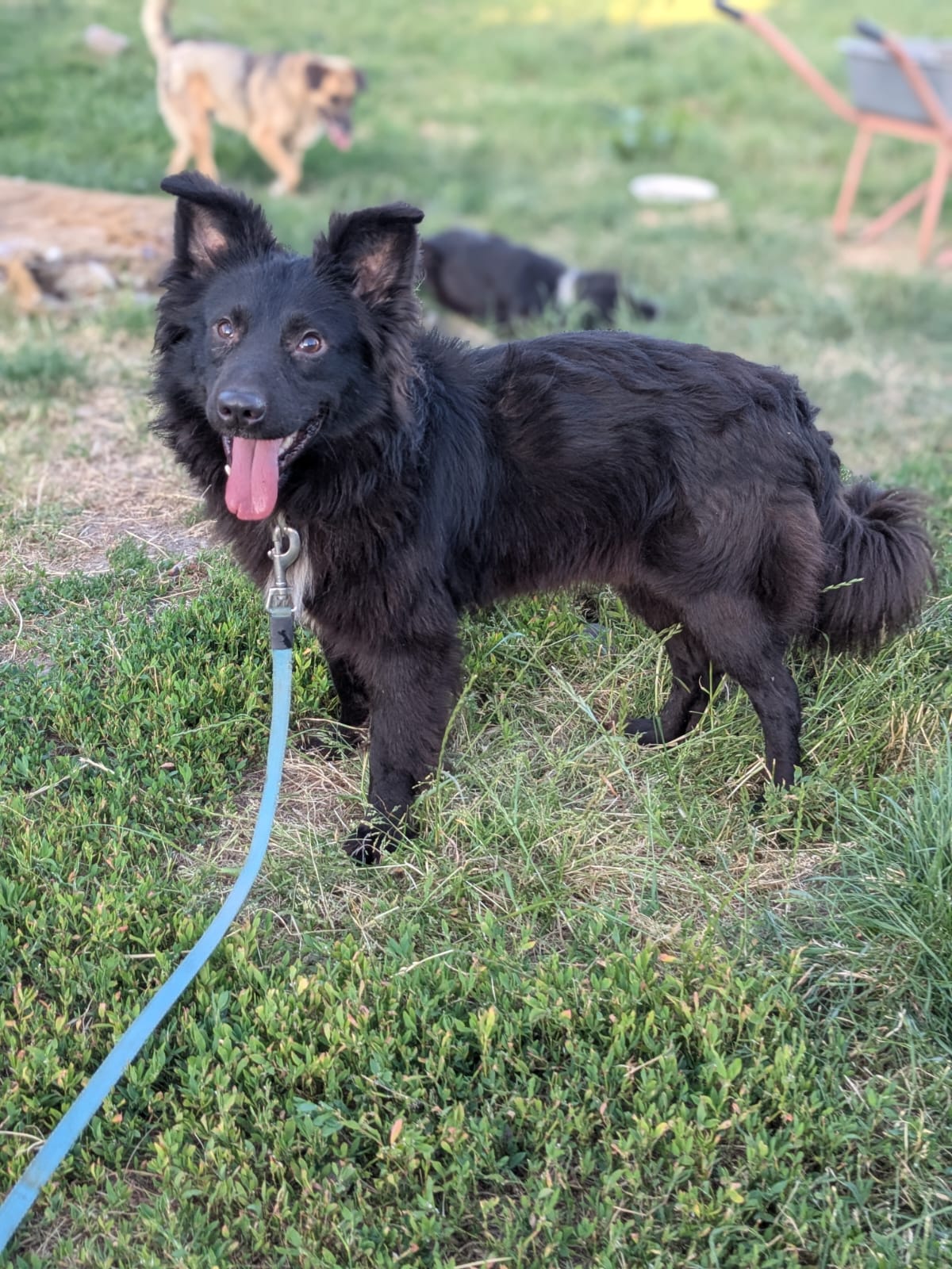 Spitz Züchter und Welpen in Deutschland - KleinSpitz.de
