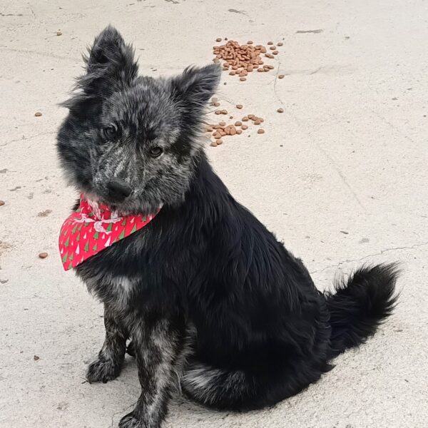 Spitz Mix - Mischling - KleinSpitz.de